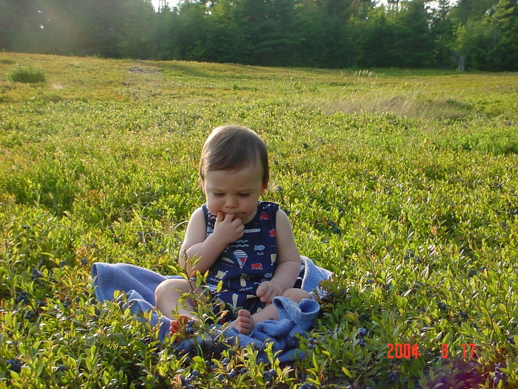 Blueberrying – A Family Tradition – Jill Prouty